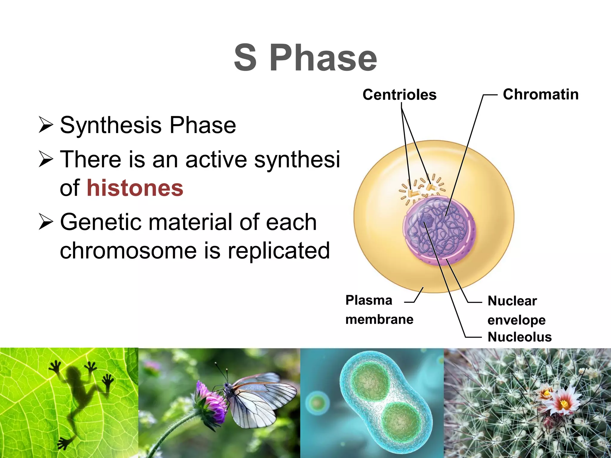 Lesson 5 Cell Cycle (Mitosis and Meiosis) | PDF
