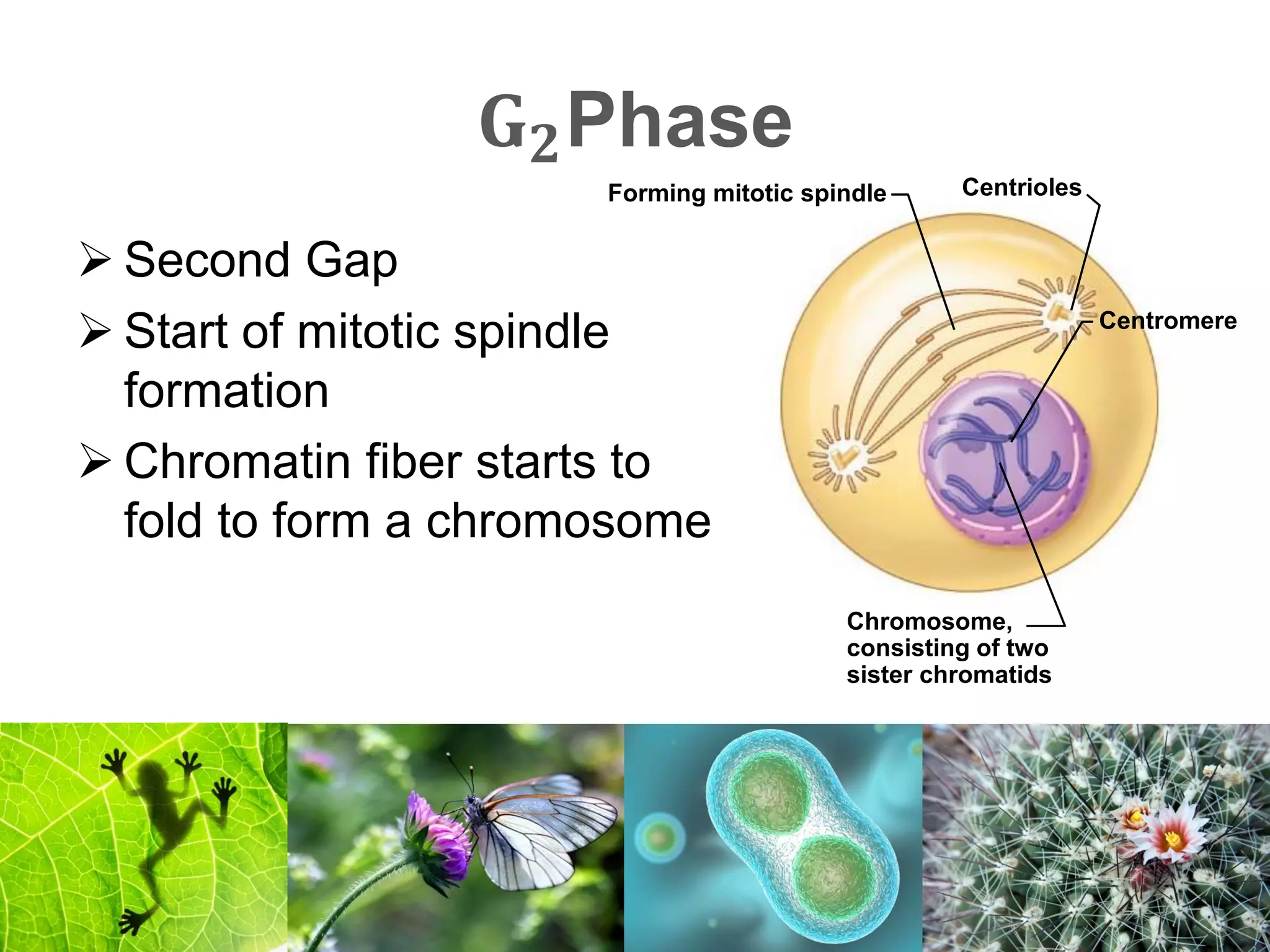 Lesson 5 Cell Cycle (Mitosis and Meiosis) | PDF