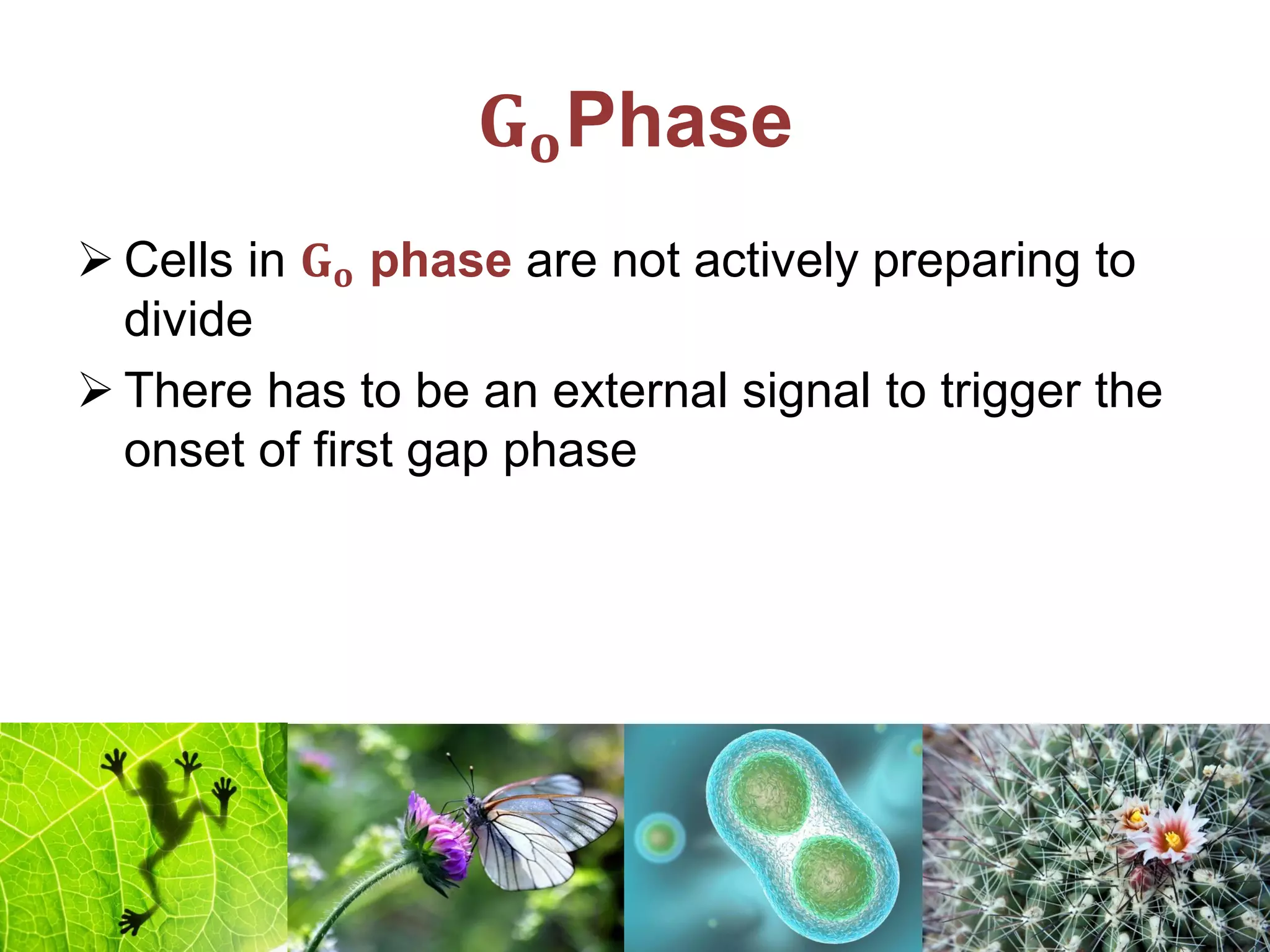Lesson 5 Cell Cycle (Mitosis and Meiosis) | PDF