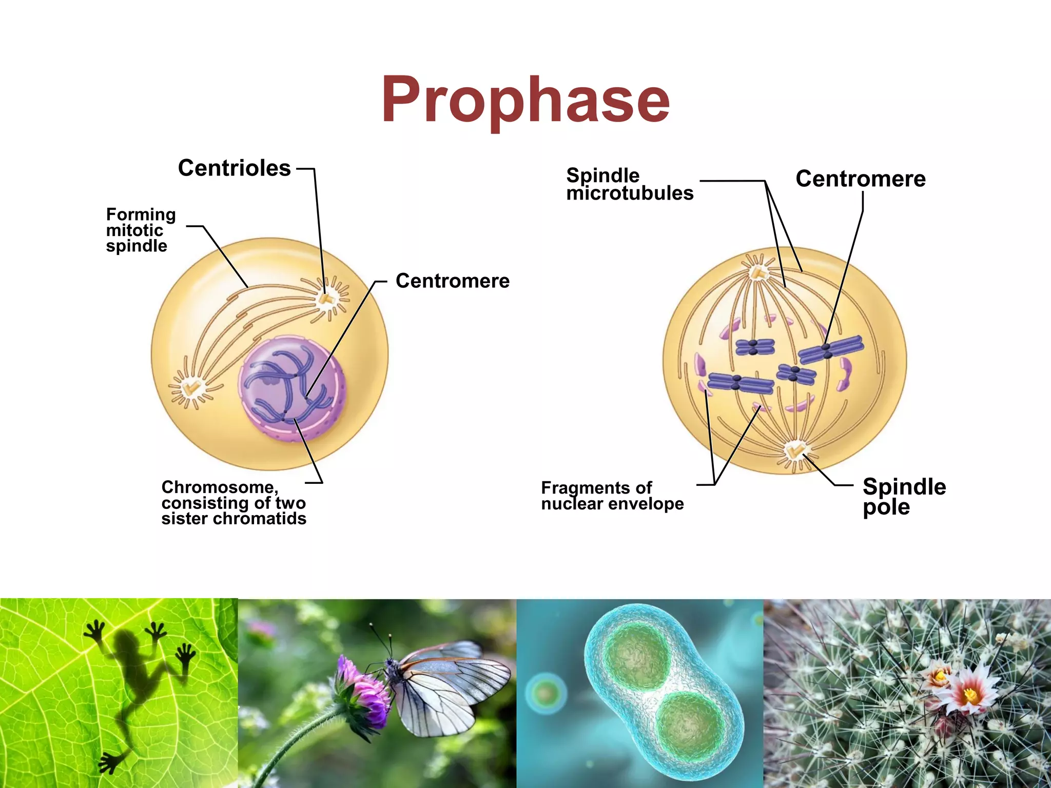 Lesson 5 Cell Cycle (Mitosis and Meiosis) | PDF
