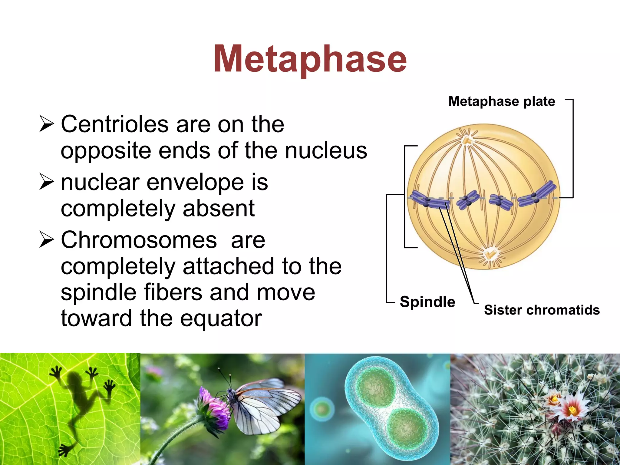 Lesson 5 Cell Cycle (Mitosis and Meiosis) | PDF