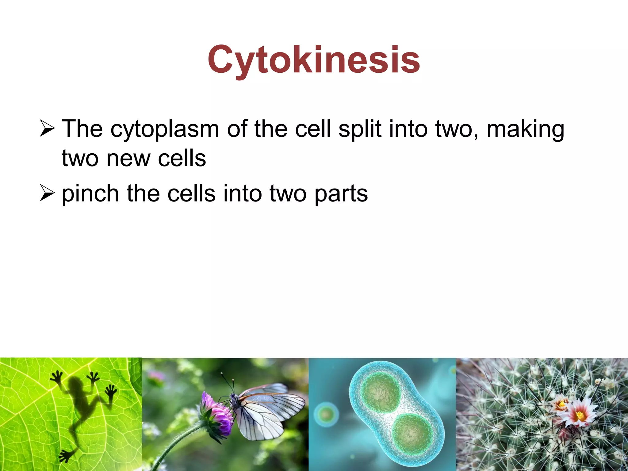 Lesson 5 Cell Cycle (Mitosis and Meiosis) | PDF