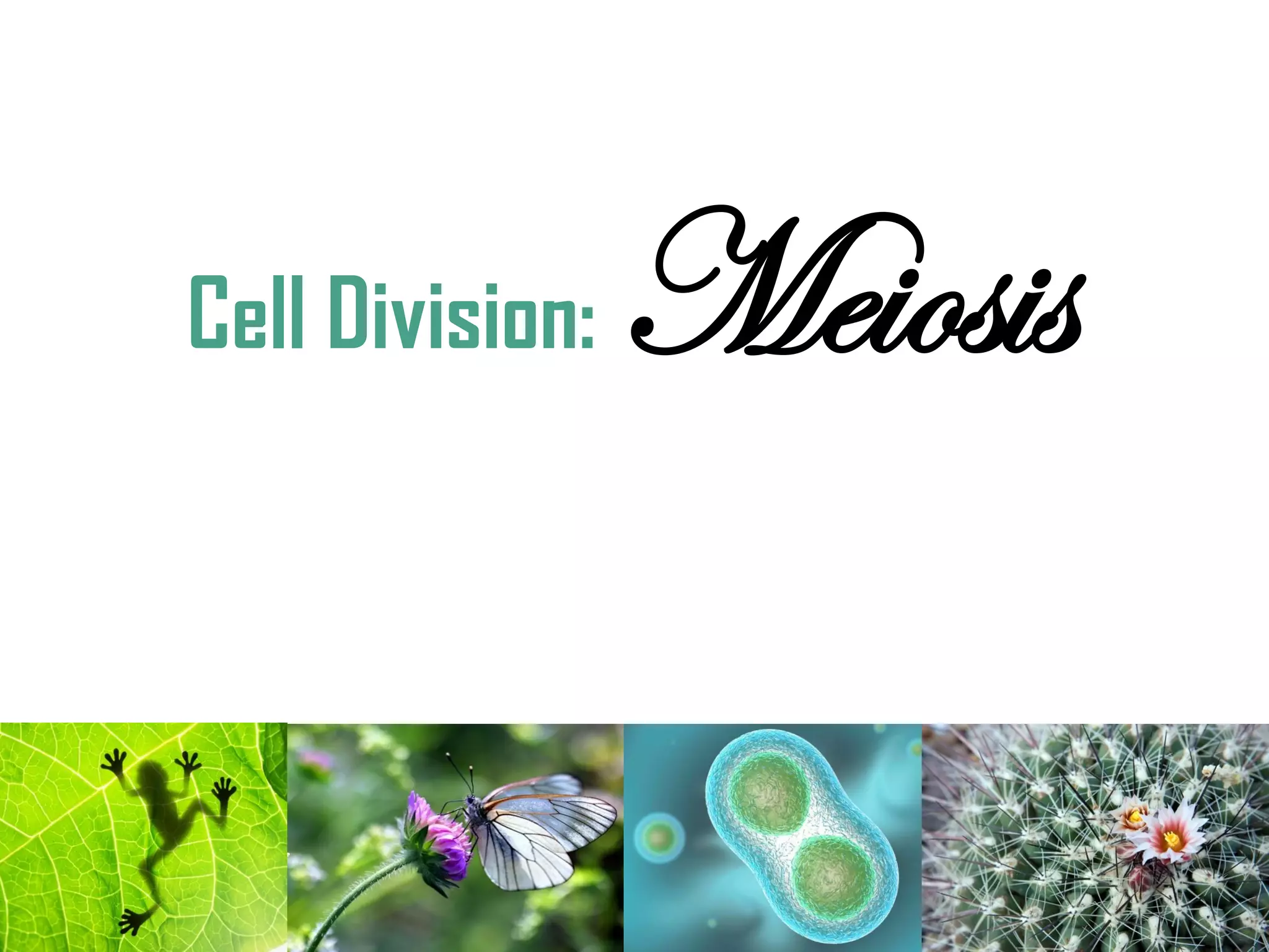 Lesson 5 Cell Cycle (Mitosis and Meiosis) | PDF | Needlework | Arts and ...