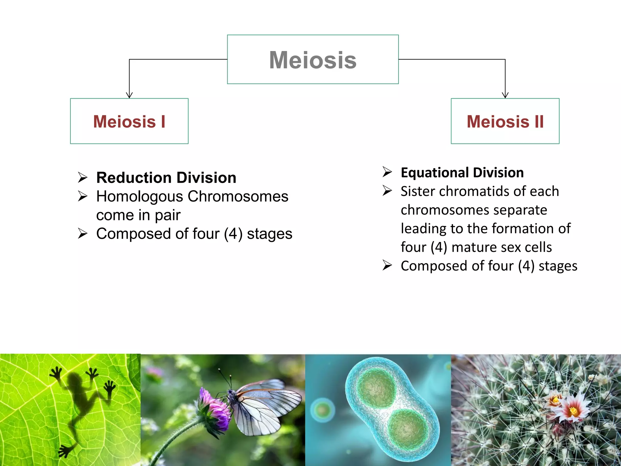 Lesson 5 Cell Cycle (Mitosis and Meiosis) | PDF