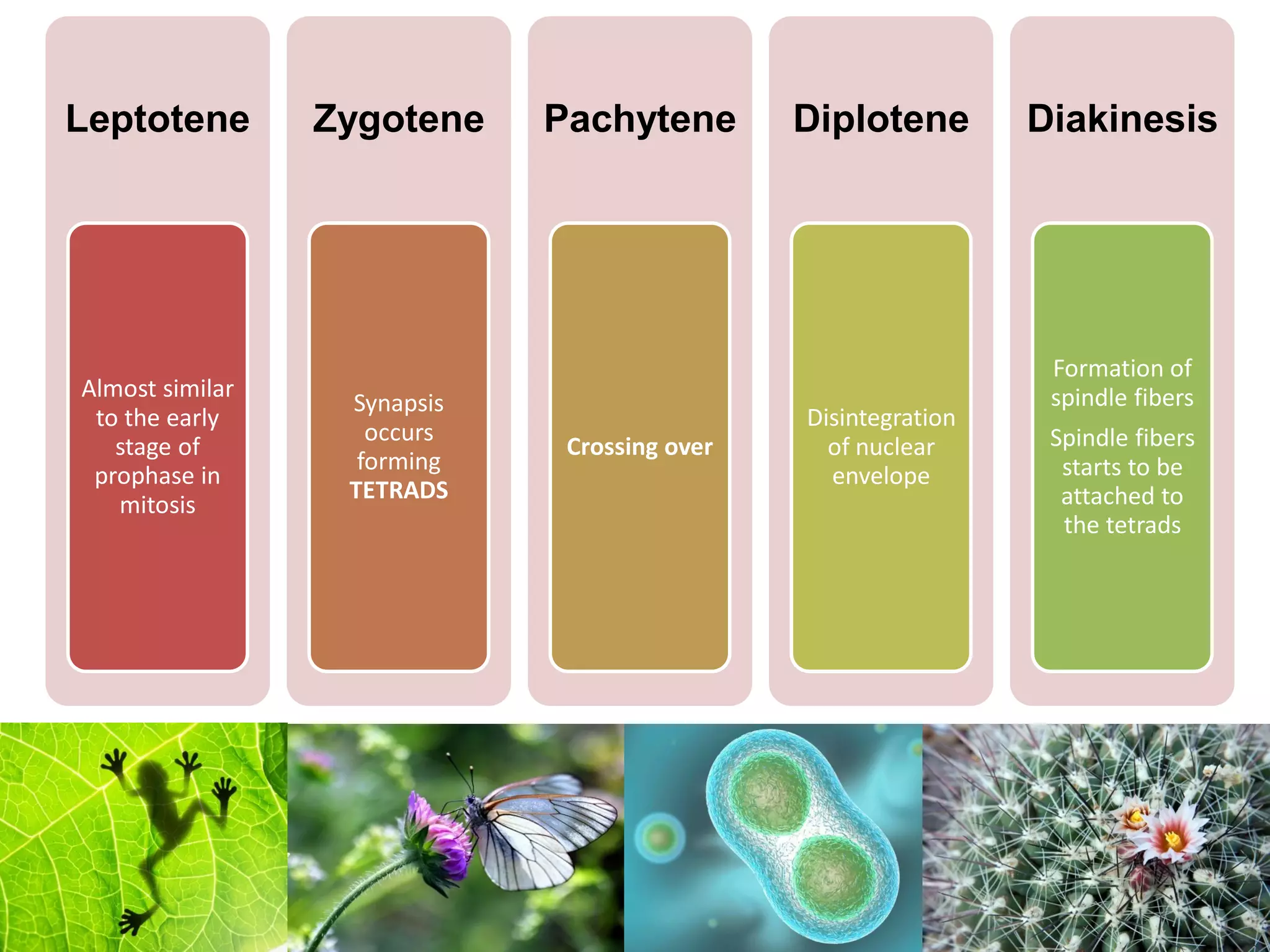 Lesson 5 Cell Cycle (Mitosis and Meiosis) | PDF