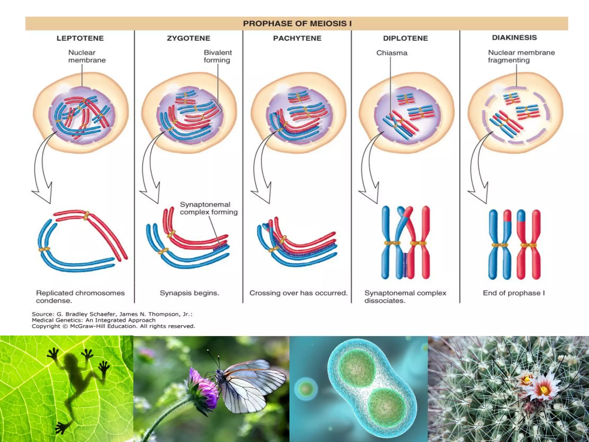 Lesson 5 Cell Cycle (Mitosis and Meiosis) | PDF | Needlework | Arts and ...