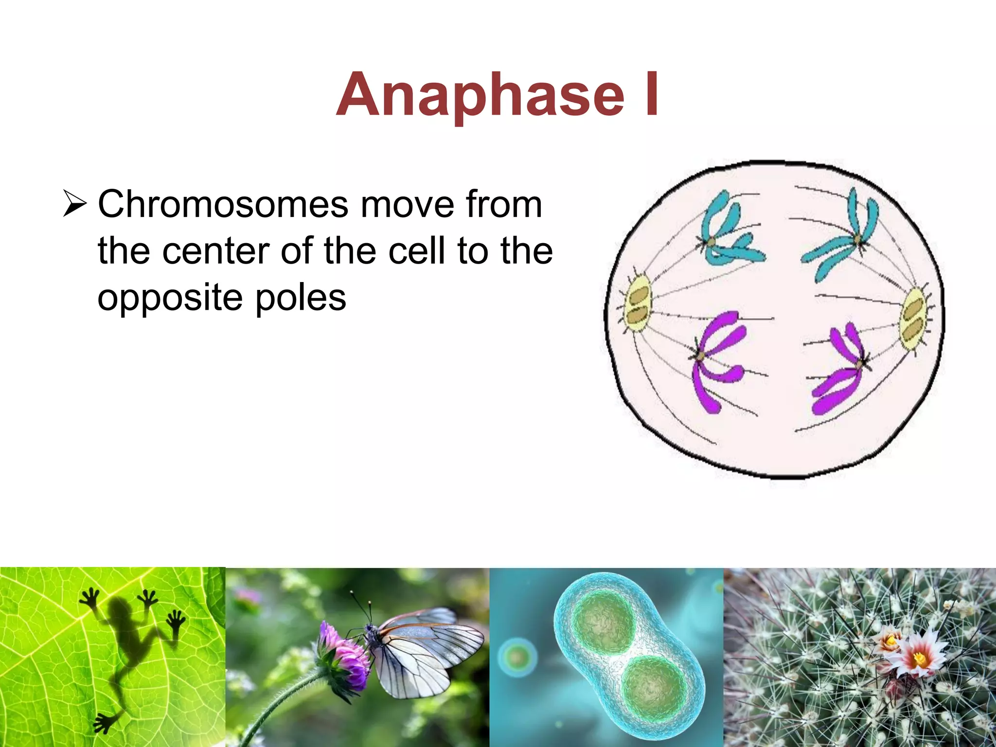 Lesson 5 Cell Cycle (Mitosis and Meiosis) | PDF