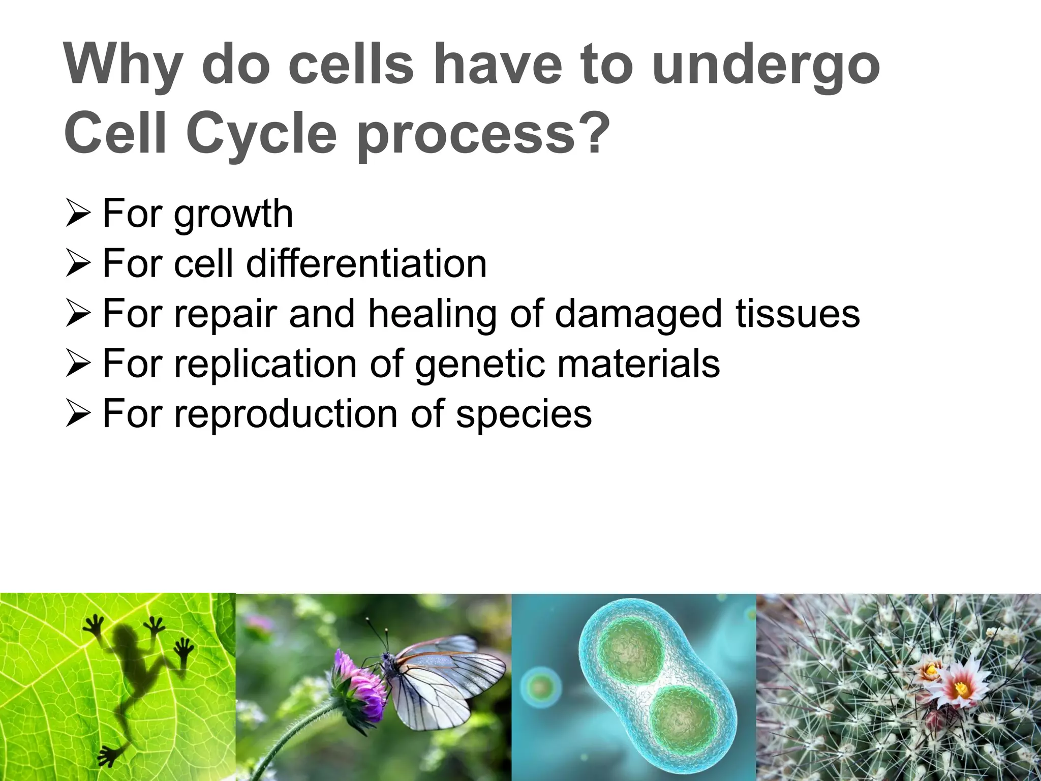 Lesson 5 Cell Cycle (Mitosis and Meiosis) | PDF