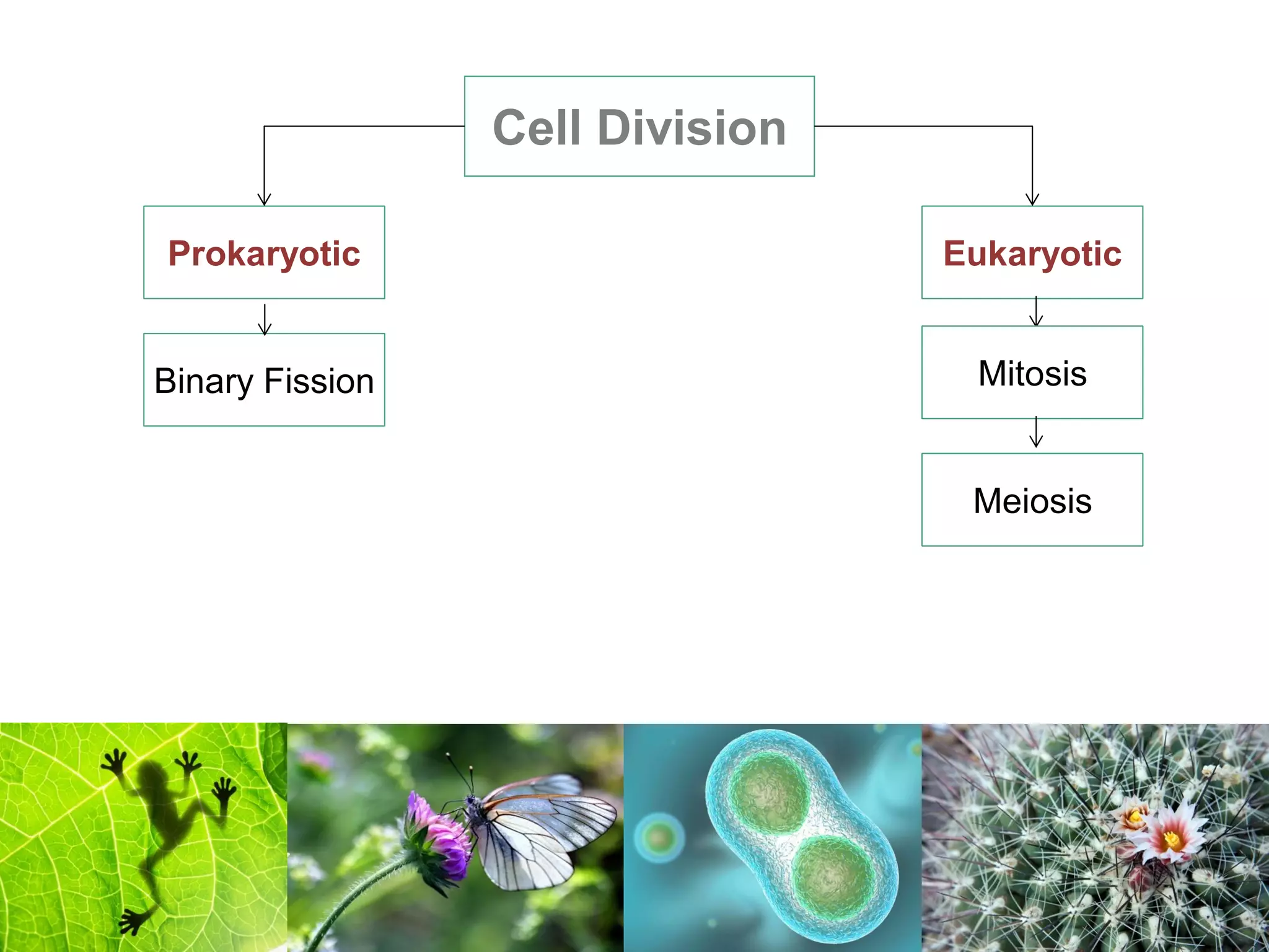 Lesson 5 Cell Cycle (Mitosis and Meiosis) | PDF