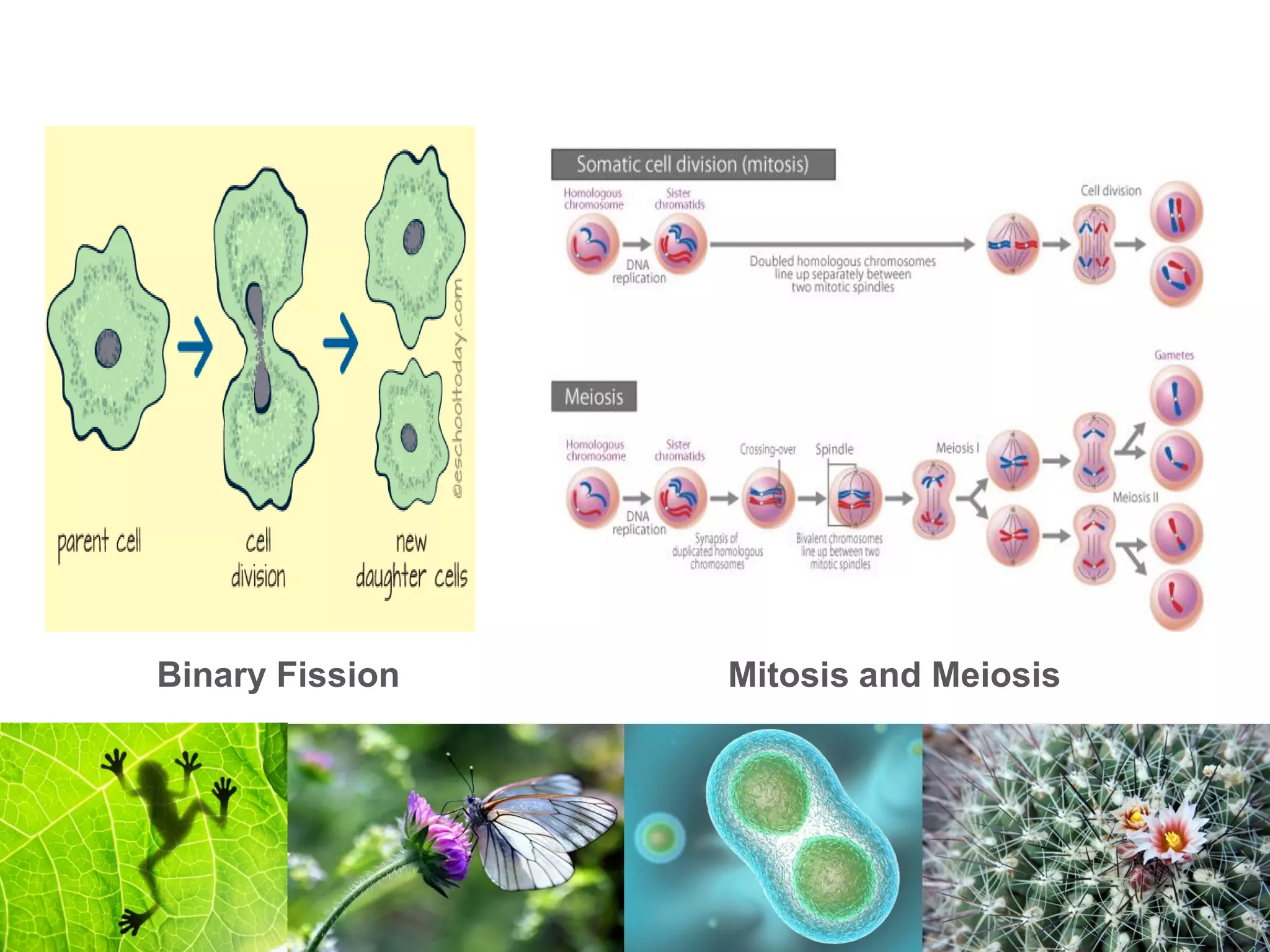 Lesson 5 Cell Cycle (Mitosis and Meiosis) | PDF