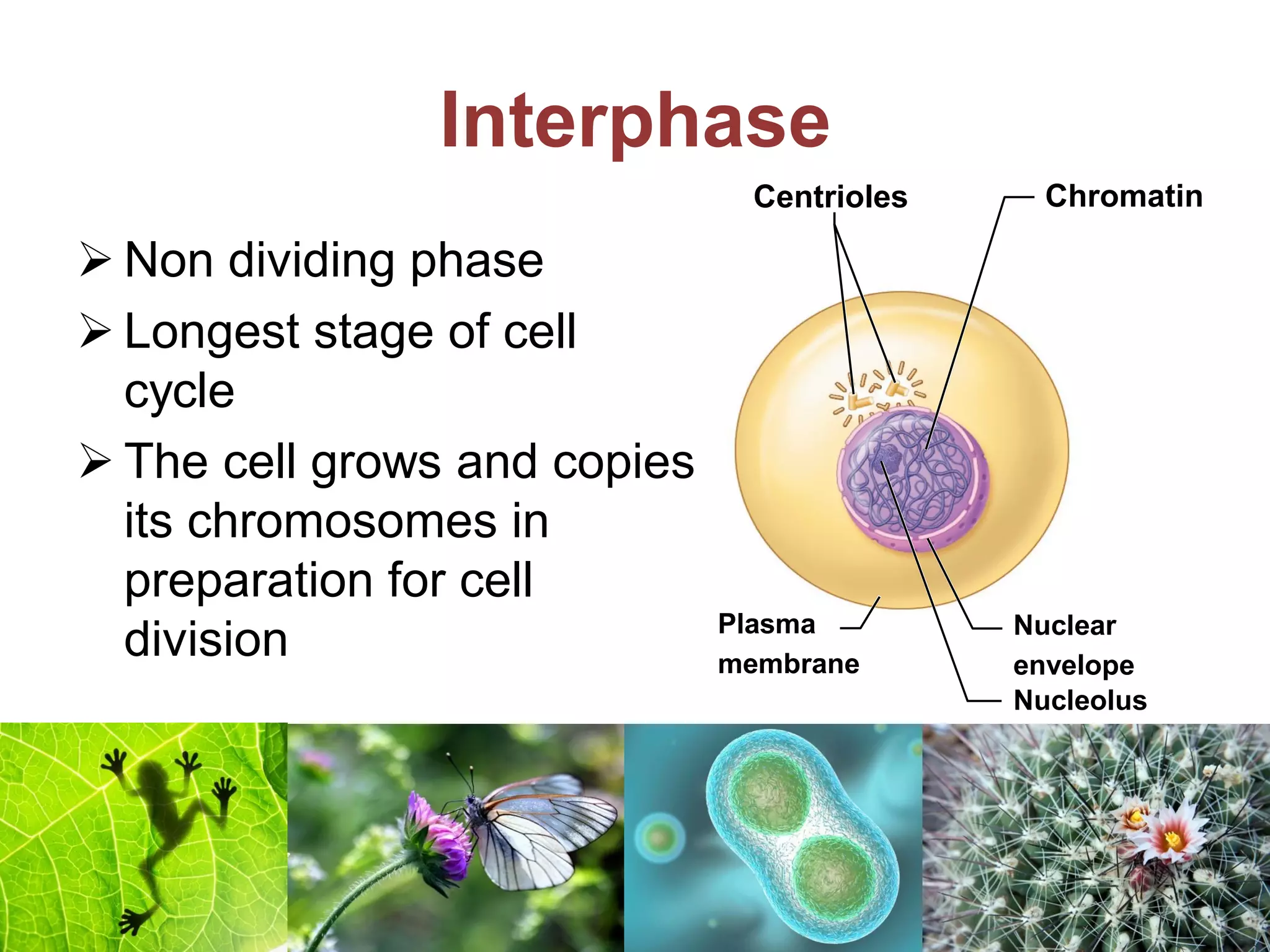Lesson 5 Cell Cycle (Mitosis and Meiosis) | PDF
