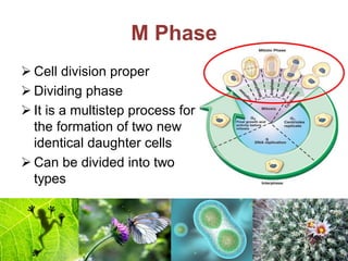Lesson 5 Cell Cycle (Mitosis and Meiosis) | PDF