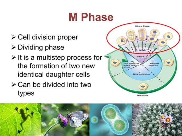 Lesson 5 Cell Cycle (Mitosis and Meiosis) | PDF | Needlework | Arts and ...