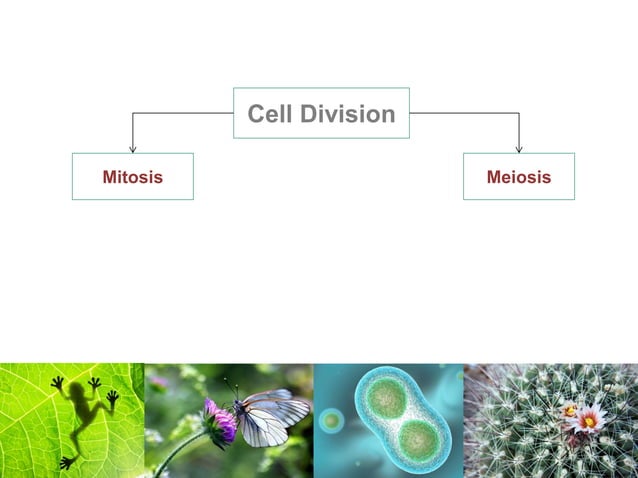 Lesson 5 Cell Cycle (Mitosis and Meiosis) | PDF | Needlework | Arts and ...