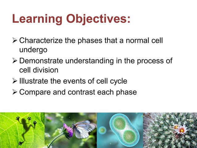 Lesson 5 Cell Cycle (Mitosis and Meiosis) | PDF | Needlework | Arts and ...