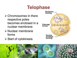 Lesson 5 Cell Cycle (Mitosis and Meiosis) | PDF