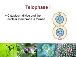 Lesson 5 Cell Cycle (Mitosis and Meiosis) | PDF