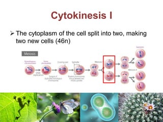 Lesson 5 Cell Cycle (Mitosis and Meiosis) | PDF