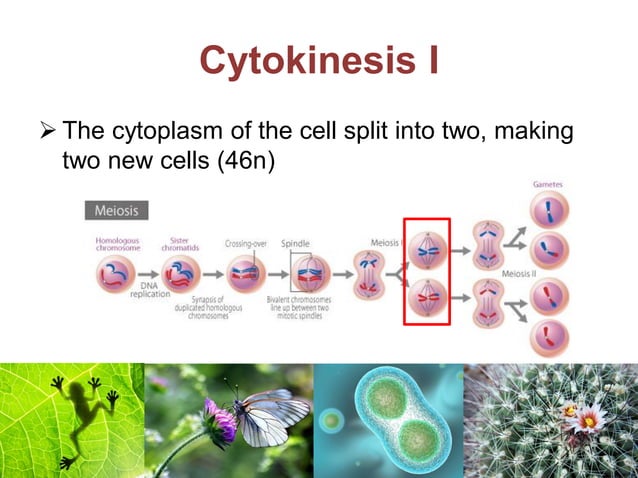 Lesson 5 Cell Cycle (Mitosis and Meiosis) | PDF | Needlework | Arts and ...