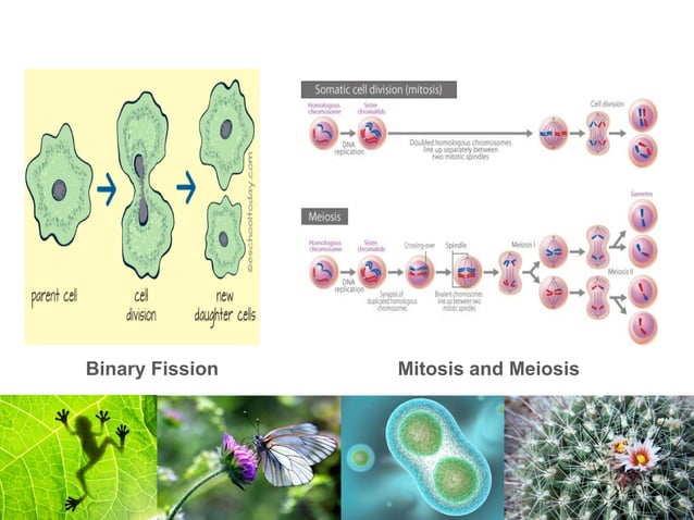 Lesson 5 Cell Cycle (Mitosis and Meiosis) | PDF | Needlework | Arts and ...