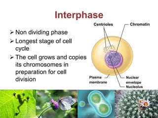 Lesson 5 Cell Cycle (Mitosis and Meiosis) | PDF