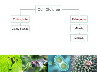 Binary Fission Vs Mitosis