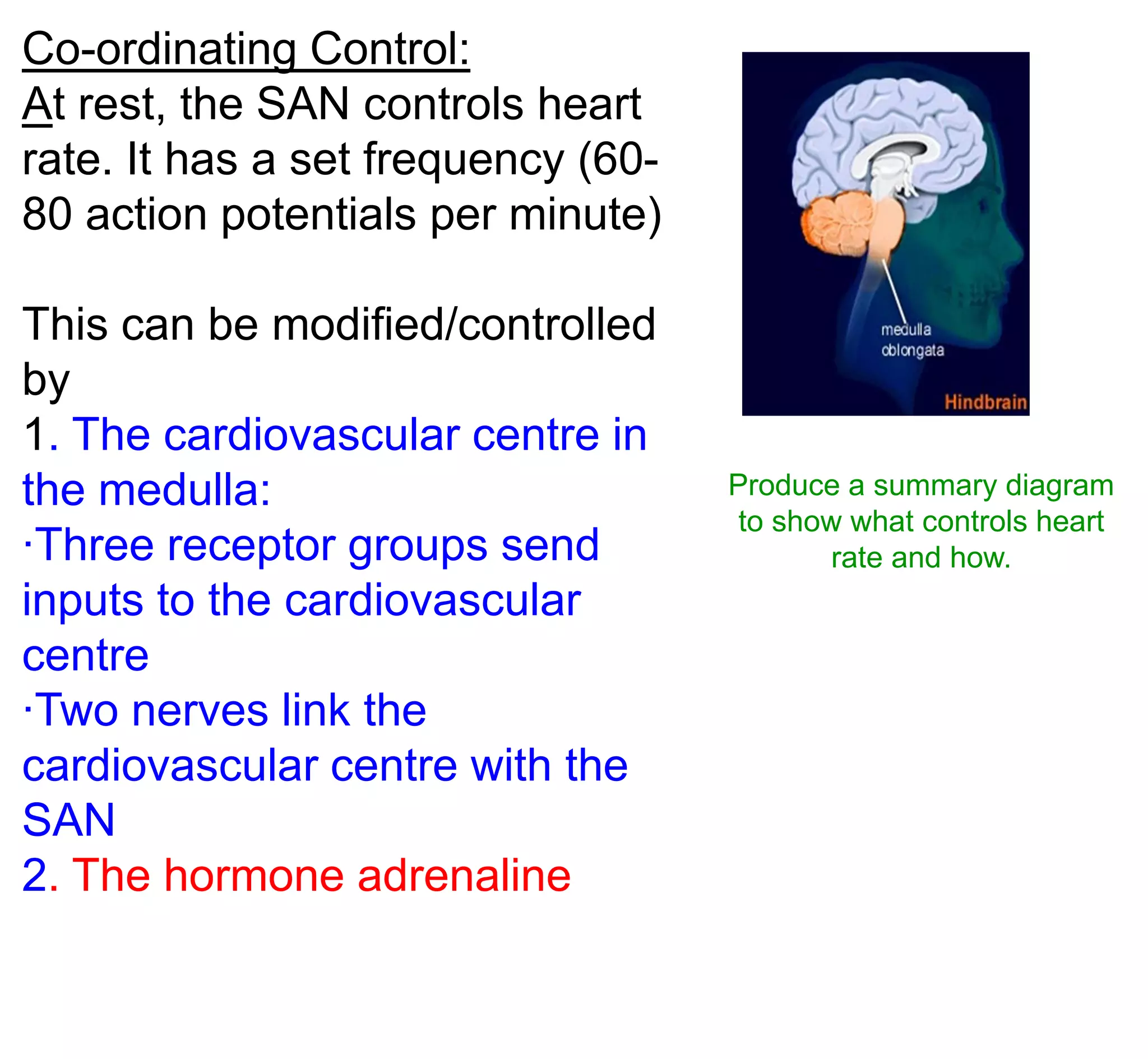 Lesson 5 control of heart rate in humans me | PPTX
