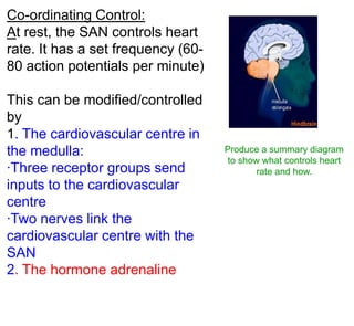 Lesson 5 control of heart rate in humans me | PPT