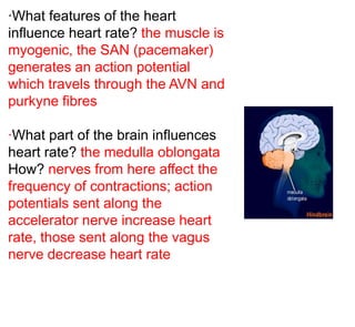 Lesson 5 control of heart rate in humans me | PPTX