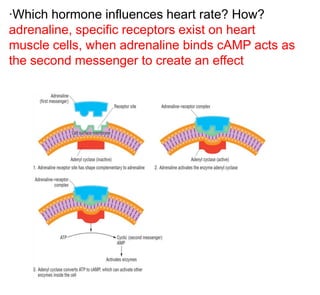 Lesson 5 control of heart rate in humans me | PPTX