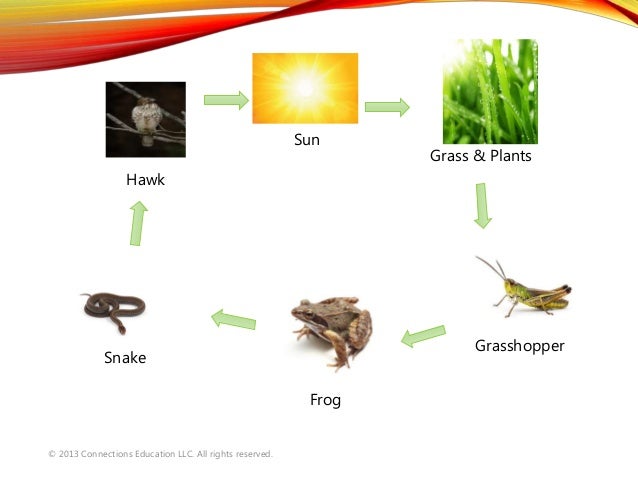 Lesson 5 food chains vb | PPTX