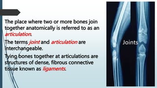 Lesson 5 (Joints).pptx
