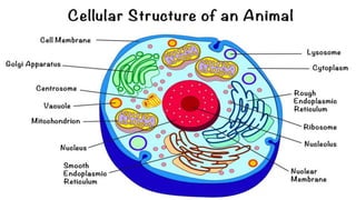 LESSON 5_Plant and Animal Cells and their parts | PPTX