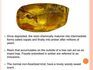 Jeannie's Amber Beads | PPTX