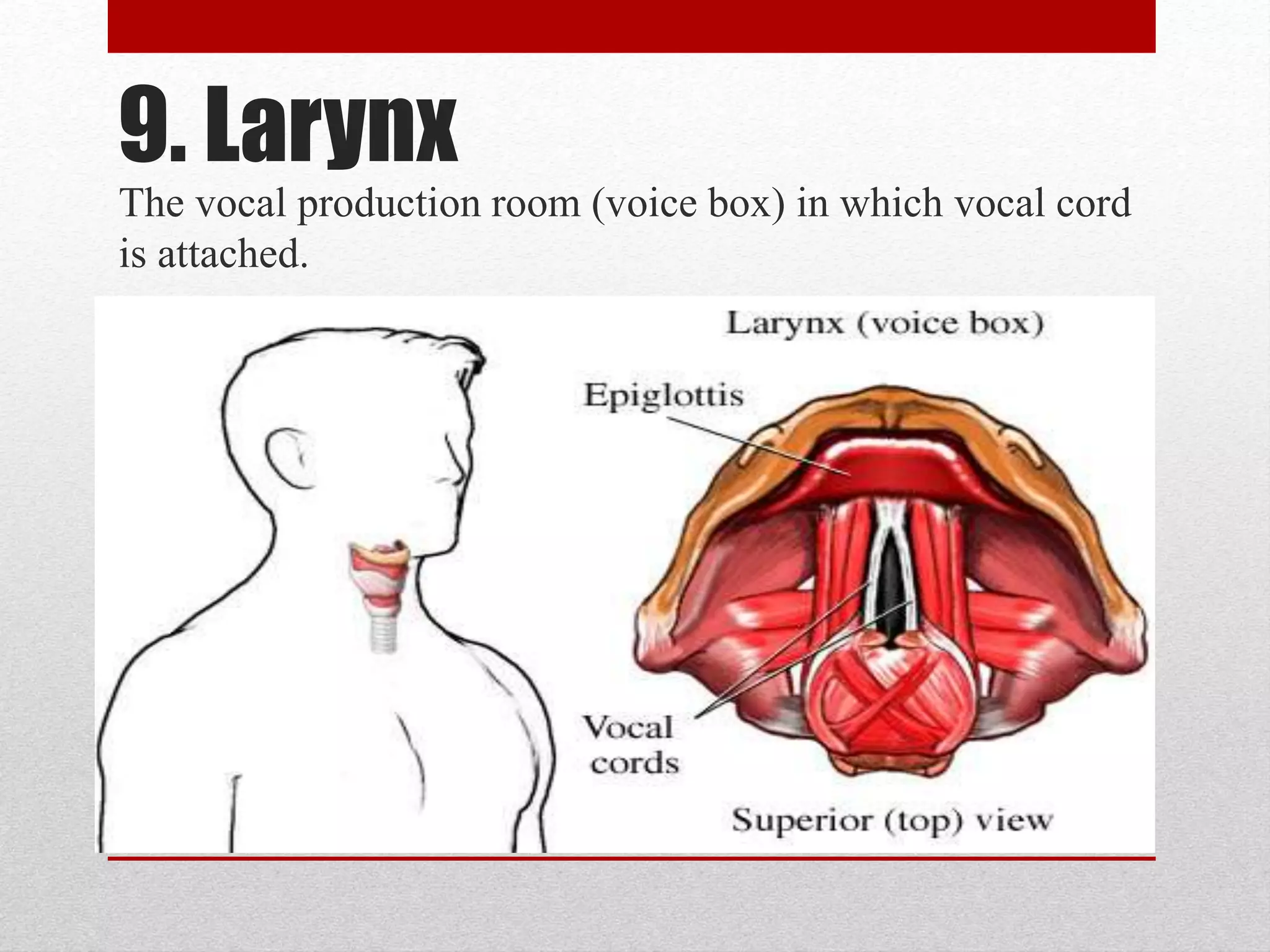 The Organs of Speech | PPTX