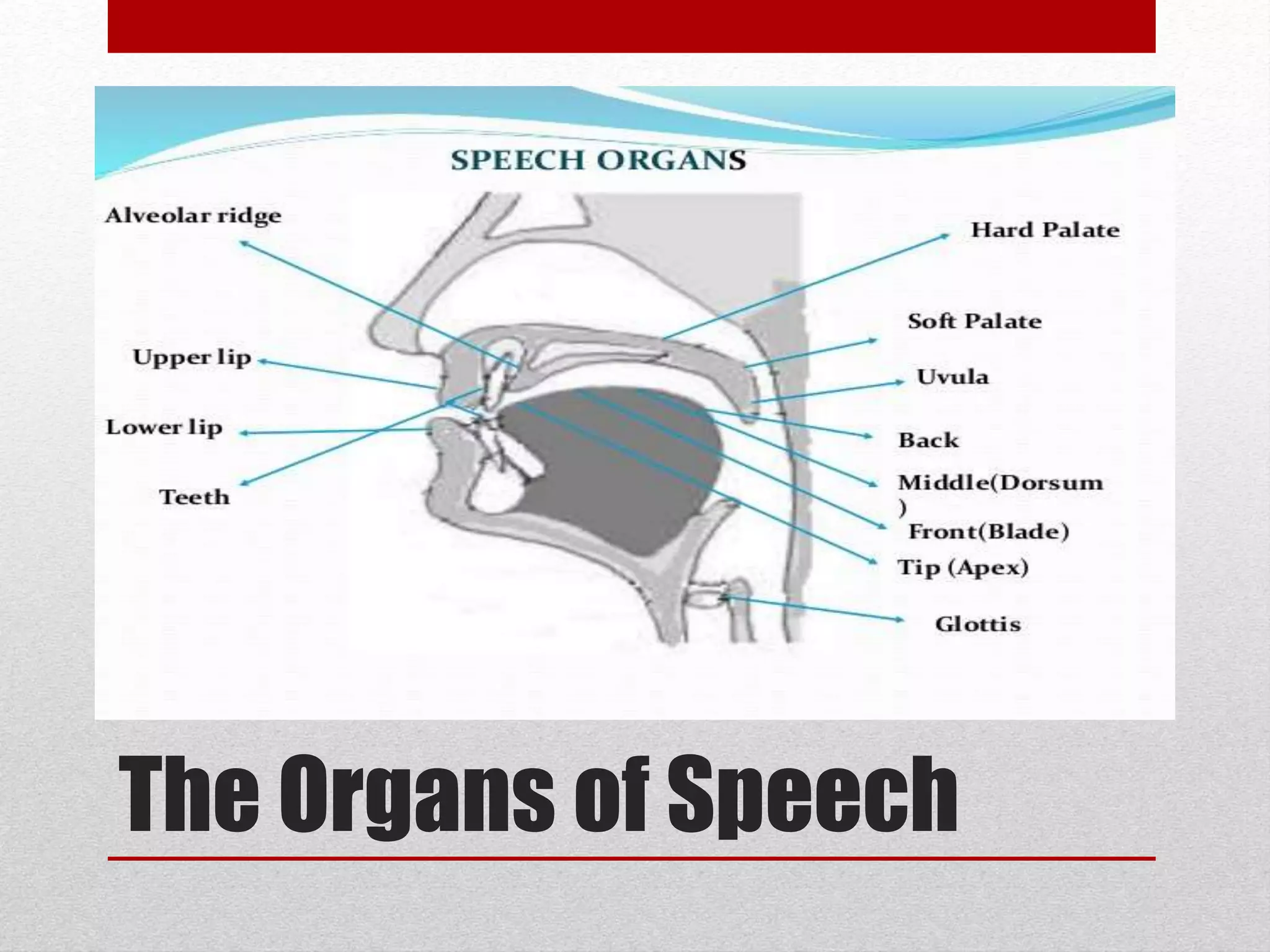 The Organs of Speech | PPTX