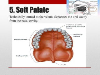 The Organs of Speech | PPTX