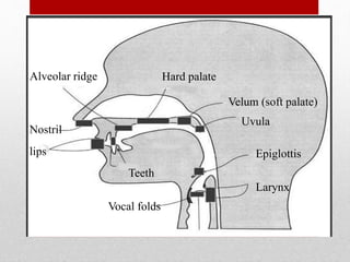 The Organs of Speech | PPTX