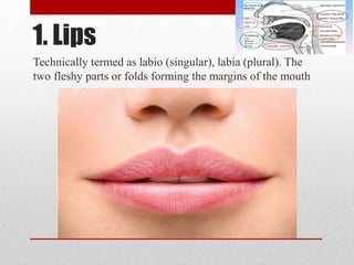 The Organs of Speech | PPTX