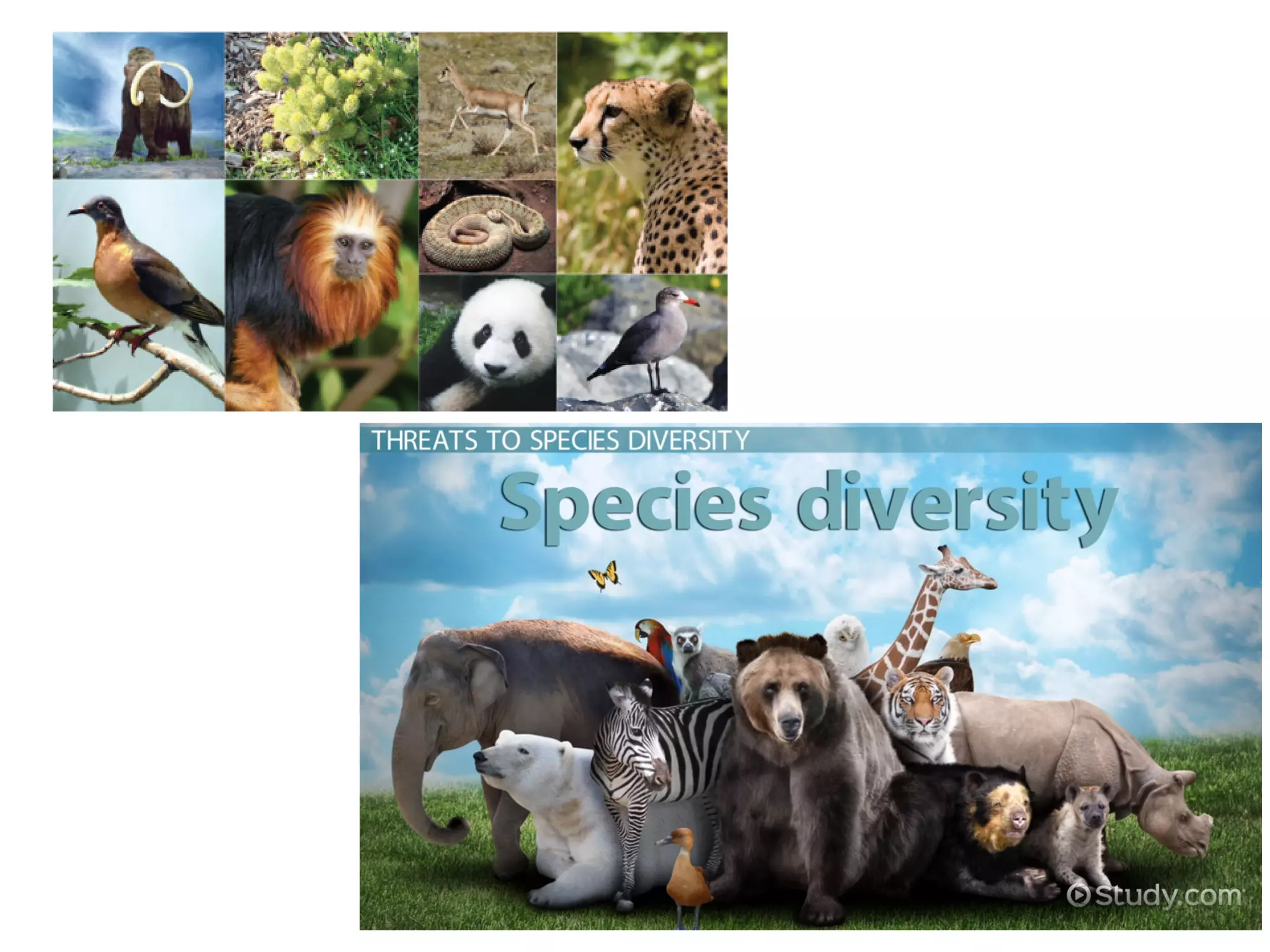Lesson 6. biodiversity | PDF