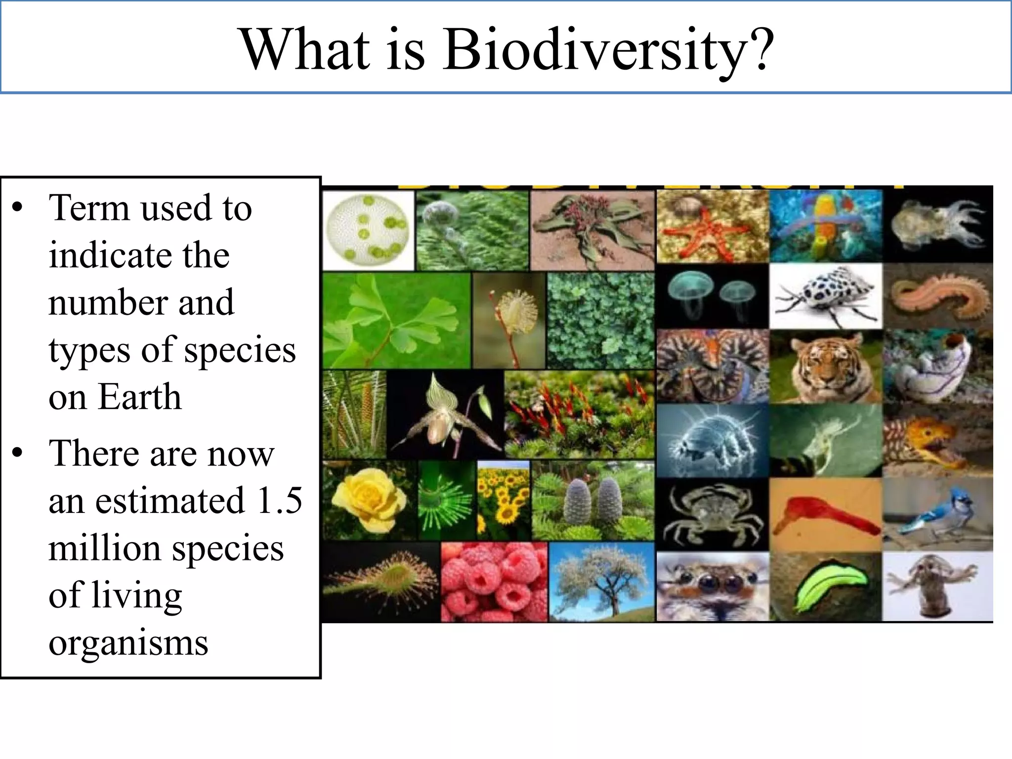 Lesson 6. biodiversity | PDF