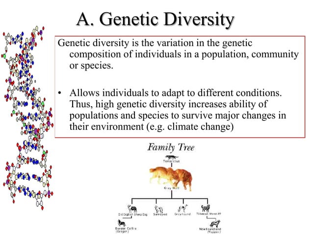 Lesson 6. biodiversity | PDF | Geography | Science