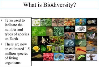 BIODIVERSITY AND TYPES OF BIODIVERSITY LEVELS OF, 55% OFF
