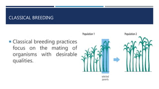 Lesson 6: Genetic Engineering | PPTX
