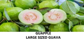 Lesson 6: Genetic Engineering | PPTX