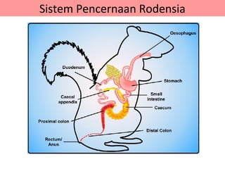 Lesson 6.4 part 2 | PPT