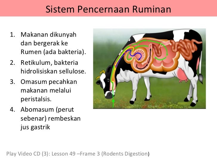 Proses Pencernaan Haiwan | haiwancua