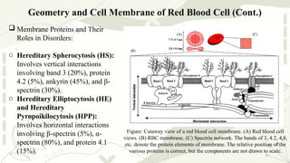 Lesson 6 - Biomaterial Reactions in Blood.pptx