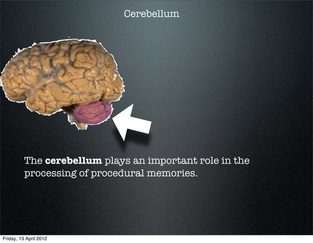 Lesson 6 brain structures involved in memory function sh | PDF | Brain ...