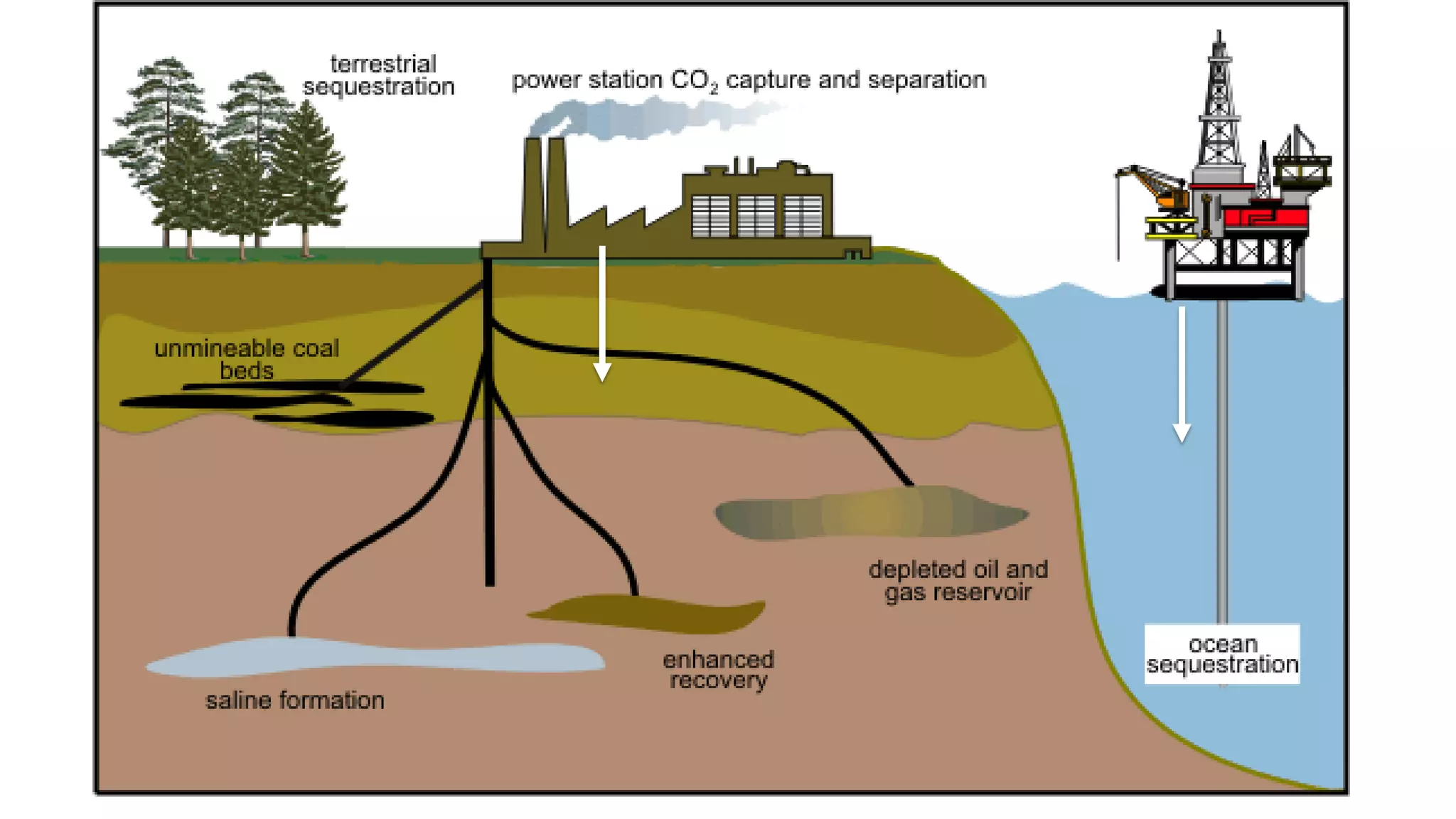 Lesson 6 human responses | PDF